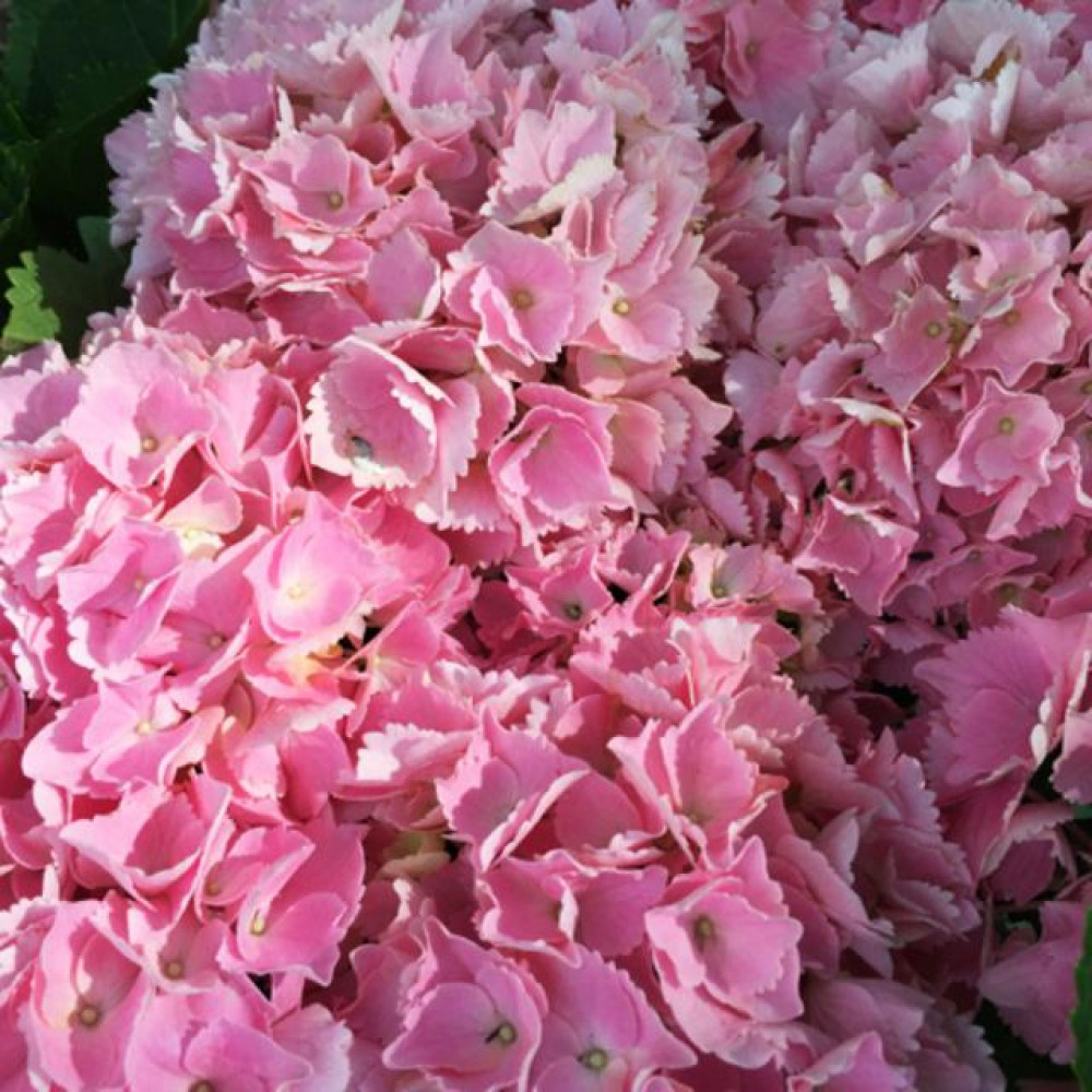 Гортензия крупнолистная Pink Sensation (Пинк Сенсейшн) купить саженцы ...