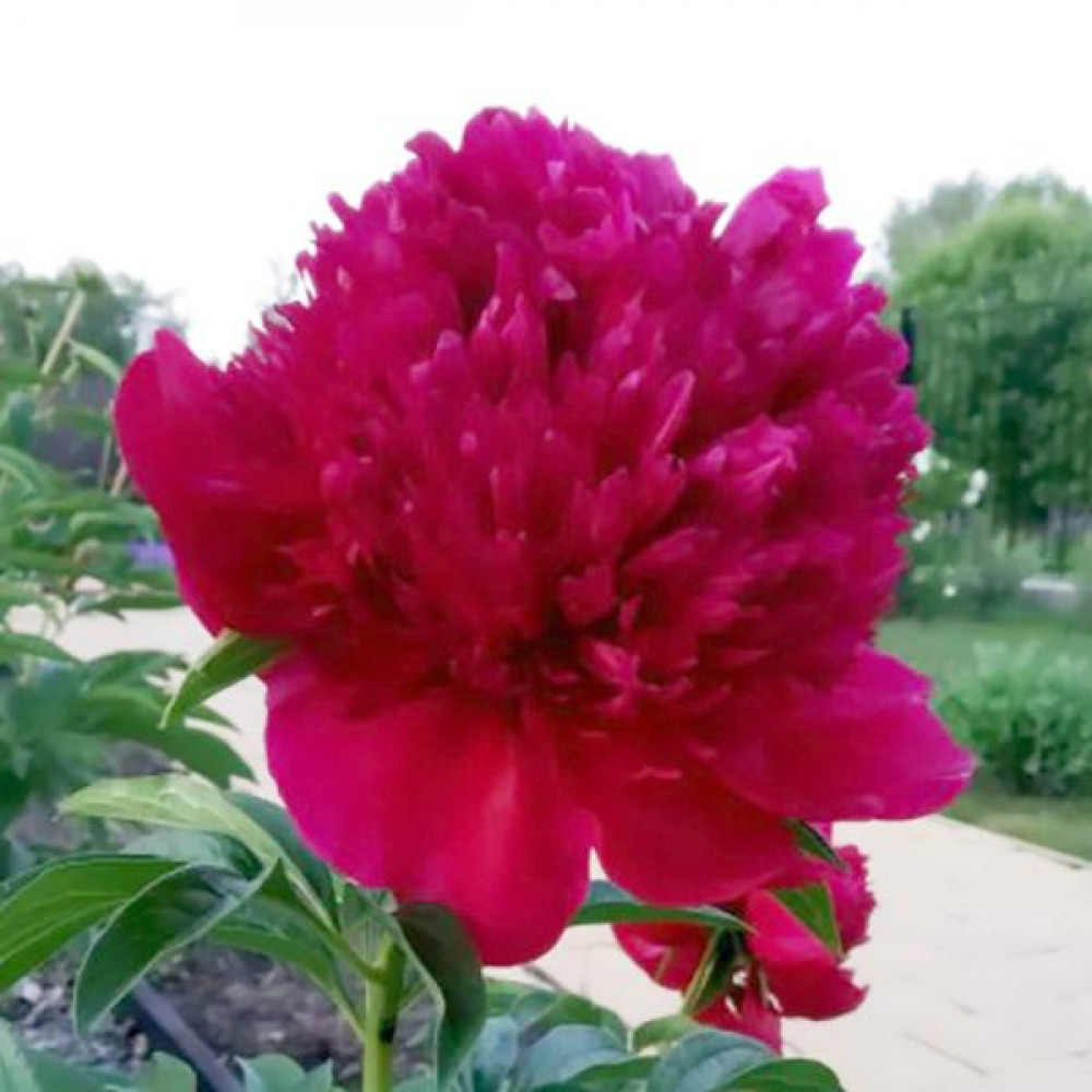 Пион Red Sarah Bernhardt (Ред Сара Бернард) купить саженцы почтой из ...