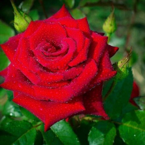 Роза чайно-гибридная Лавли Ред (Lovely Red) купить саженцы почтой из ...