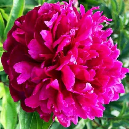 Пион Red Sarah Bernhardt (Ред Сара Бернард) купить саженцы почтой из ...