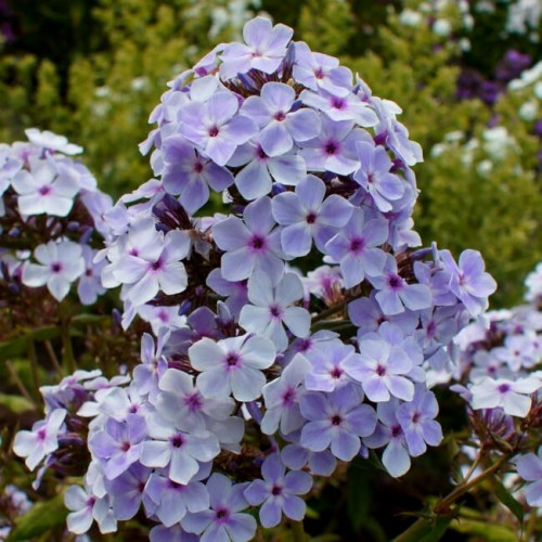 Флокс Lavender Wolke (Лаванделвольке) купить саженцы почтой из ...